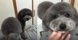 【守口】黒原新町にドッグサロンshabree (シャブリー）がオープンしてたのでオーナーさんに話聞いてきた。 | 号外NET 守口・門真
